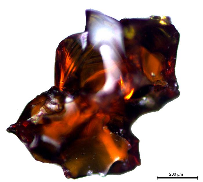 Shard of amber. [IMAGE] | EurekAlert! Science News Releases