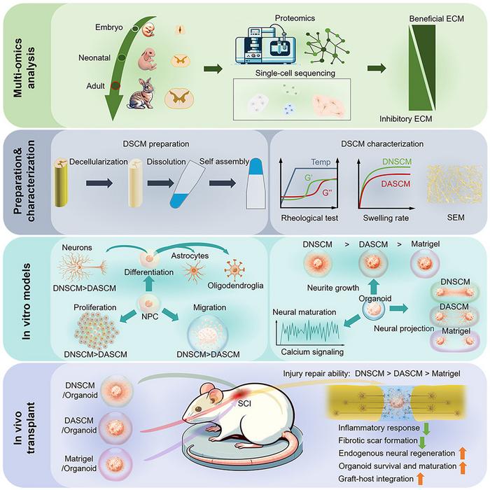Schematic abstract of the main [IMAGE] | EurekAlert! Science News Releases