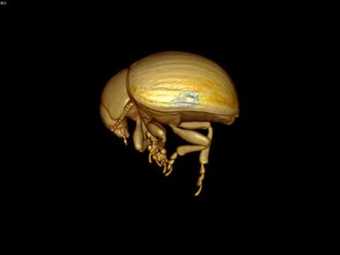 New scanning process allows unprecedented loo | EurekAlert!