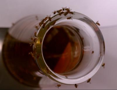 Flies Settle on Beer [IMAGE] | EurekAlert! Science News Releases