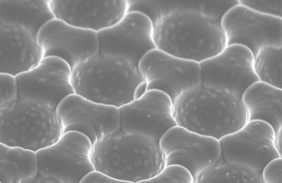 SEM Image of Concavities [IMAGE] | EurekAlert! Science News Releases