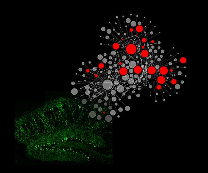 Soderling Network [IMAGE] | EurekAlert! Science News Releases
