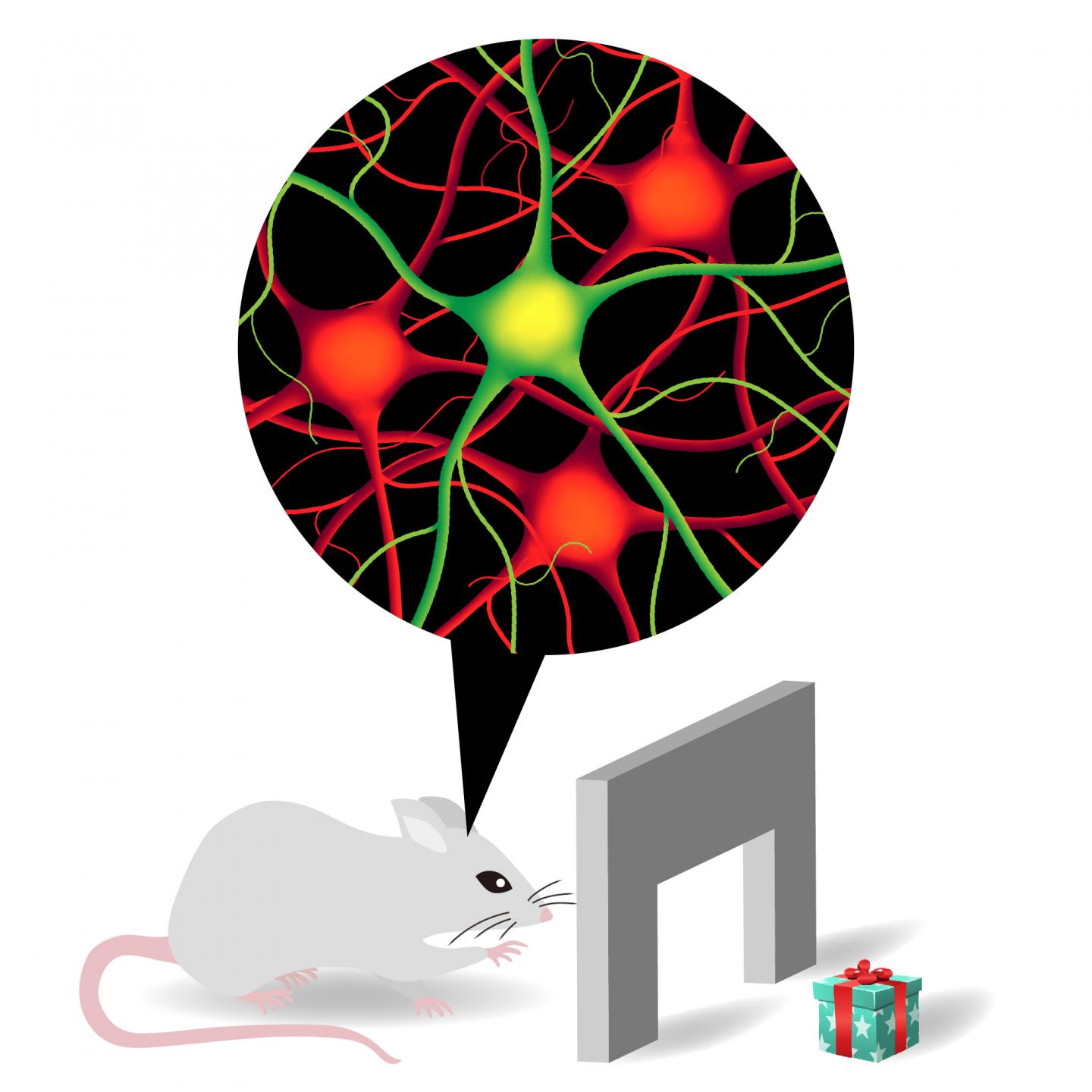Mice Are Trained to Retrieve P [IMAGE] | EurekAlert! Science News Releases