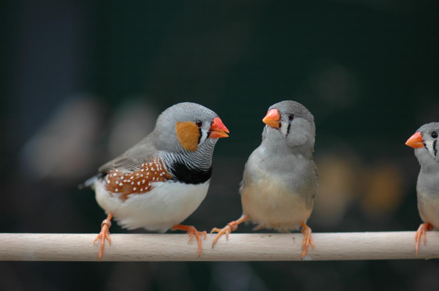 Mutation speeds up sperm of zebra finches | EurekAlert!