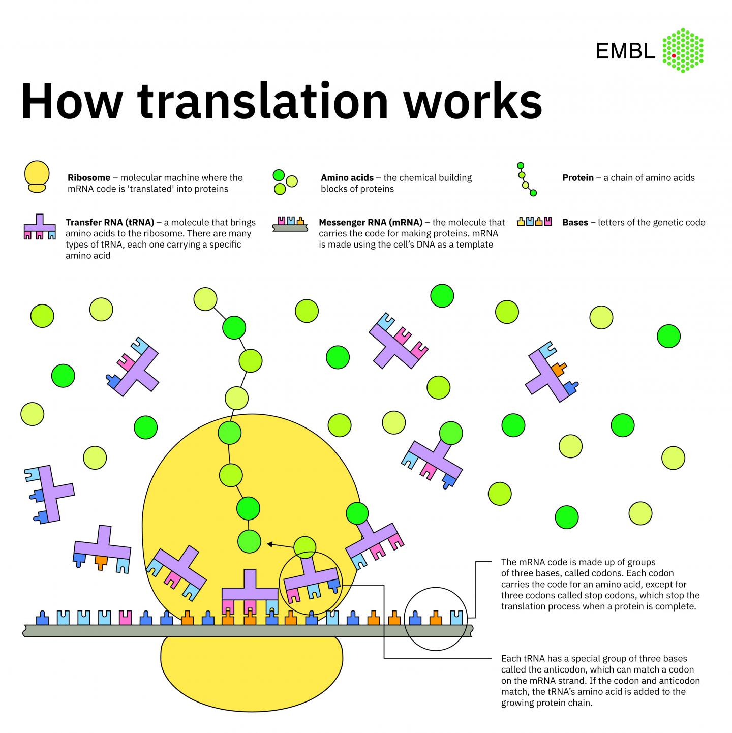 How Translation Works [IMAGE] | EurekAlert! Science News Releases