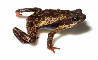 Toad From The Genus Atelopus [IMAGE] | EurekAlert! Science News Releases