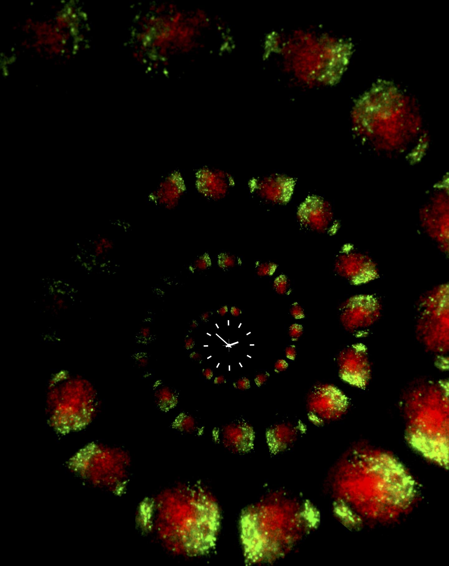 Nucleus [IMAGE] | EurekAlert! Science News Releases