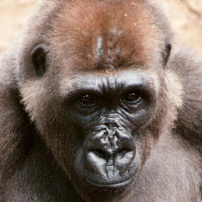 New national park protects world's rarest gor | EurekAlert!