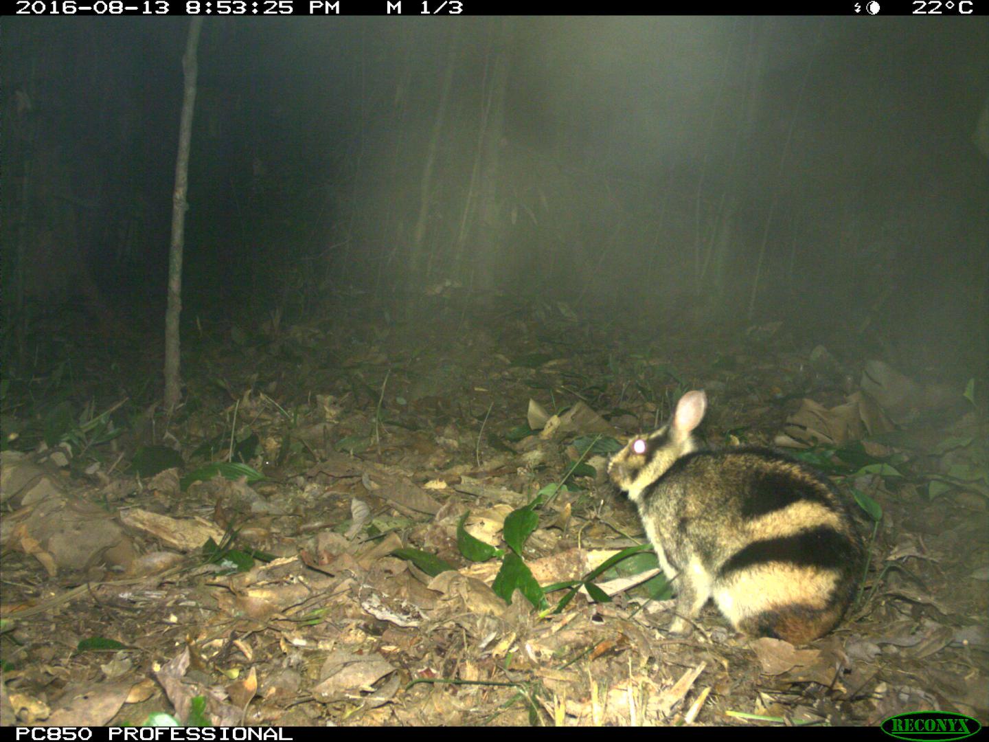 Annamite Striped Rabbit [IMAGE] | EurekAlert! Science News Releases