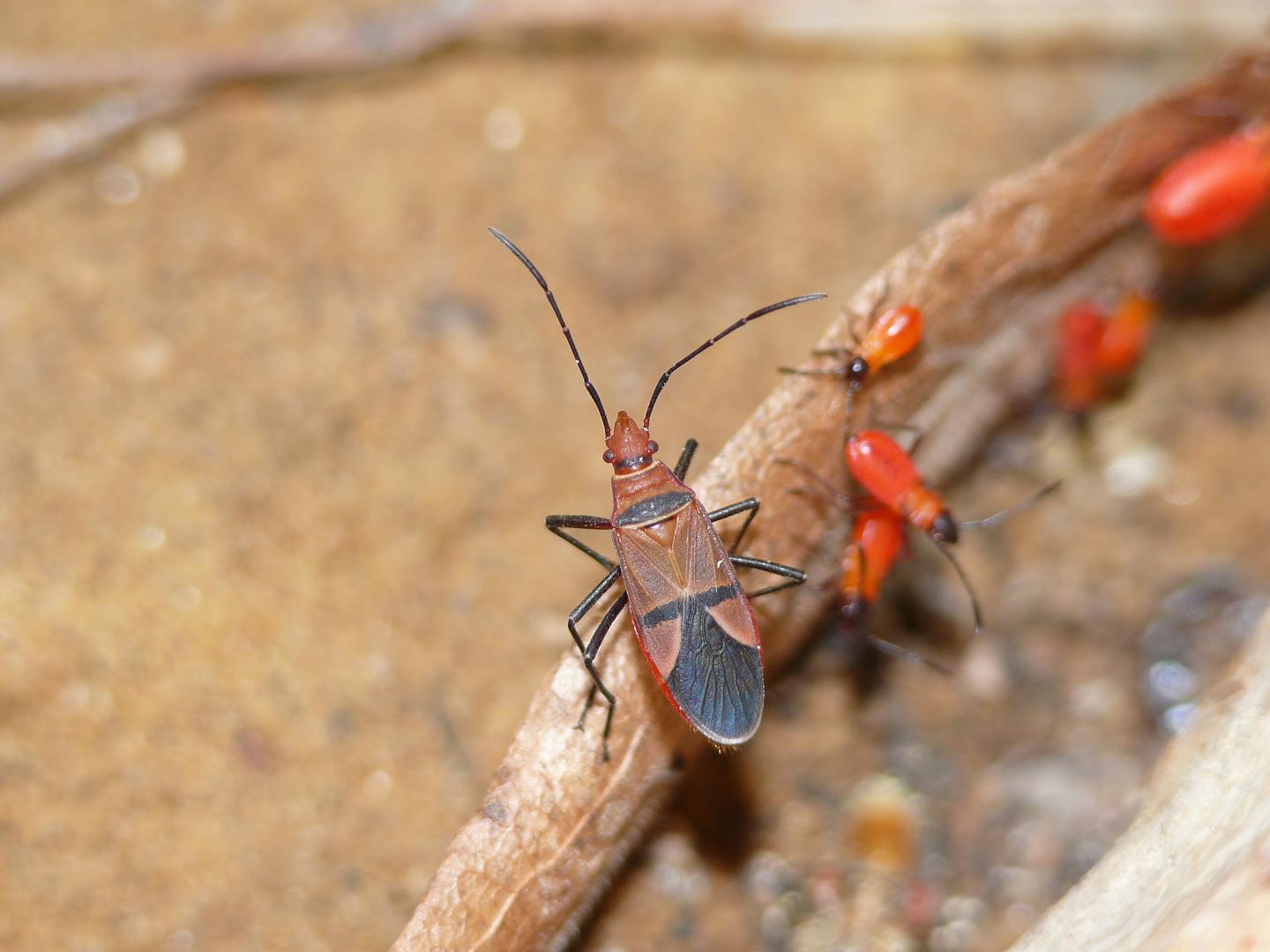 Dysdercus fasciatus [IMAGE] | EurekAlert! Science News Releases