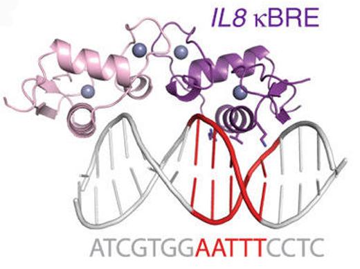 Duel of the inflammatory master regulators: I | EurekAlert!