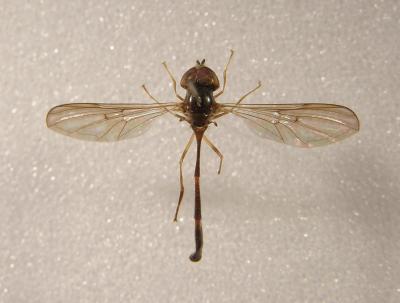 Baccha elongata [IMAGE] | EurekAlert! Science News Releases