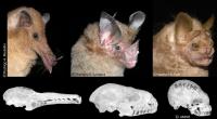 Studying bat skulls, evolutionary biologists | EurekAlert!