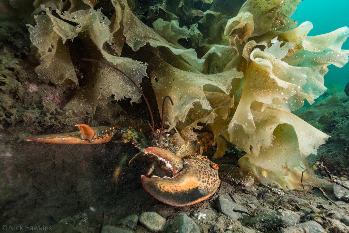 Investigating the Impact of Climate on Marine | EurekAlert!