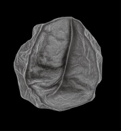 A Scalable Method for Making Microcapsules (3 | EurekAlert!