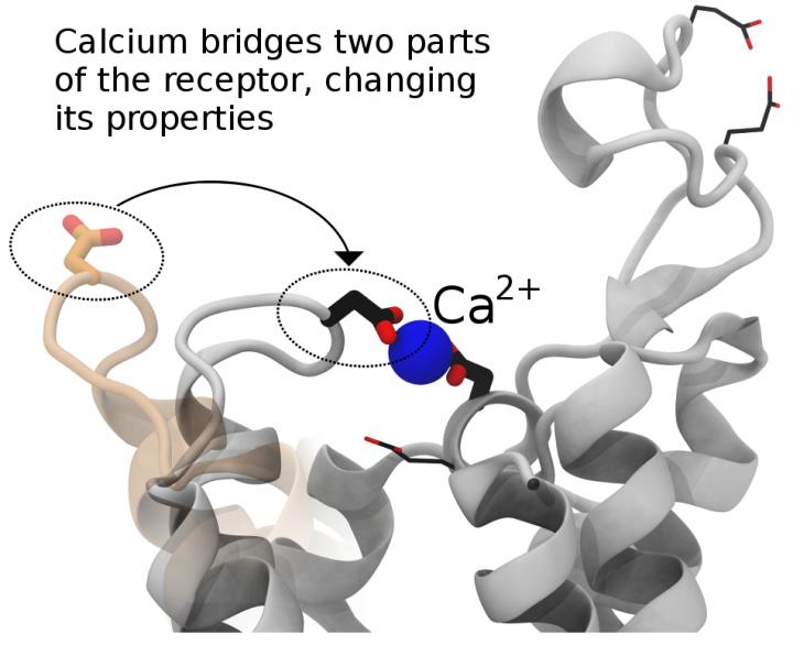 Calcium Bridge [IMAGE] | EurekAlert! Science News Releases