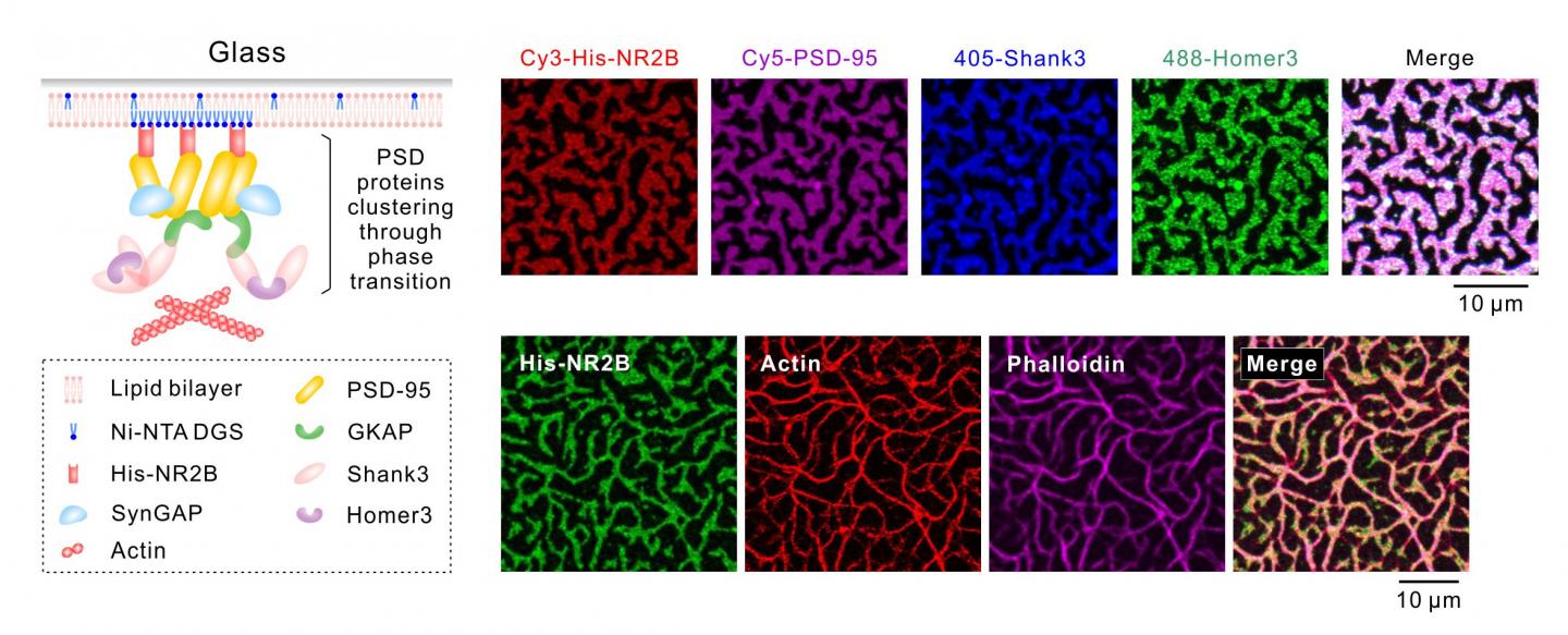 PSD Condensates on Membrane [IMAGE] | EurekAlert! Science News Releases