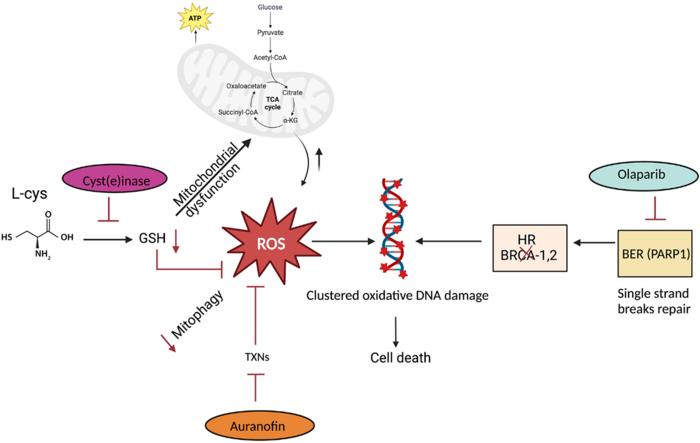 Starving cancer cells to enhance DNA damage a | EurekAlert!
