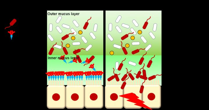 Ly6/PLAUR Domain [IMAGE] | EurekAlert! Science News Releases