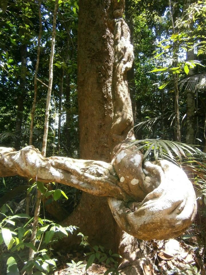 Giant Liana [IMAGE] | EurekAlert! Science News Releases