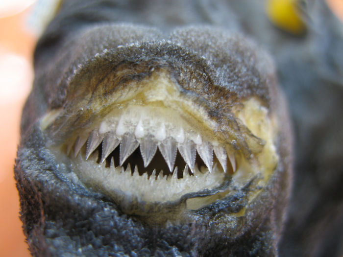 Jaw shapes of 90 shark species show: Evolutio | EurekAlert!