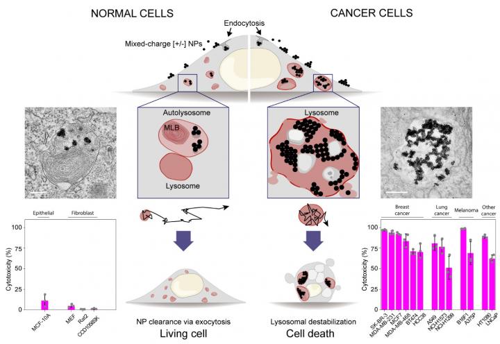 Figure 1 [IMAGE] | EurekAlert! Science News Releases