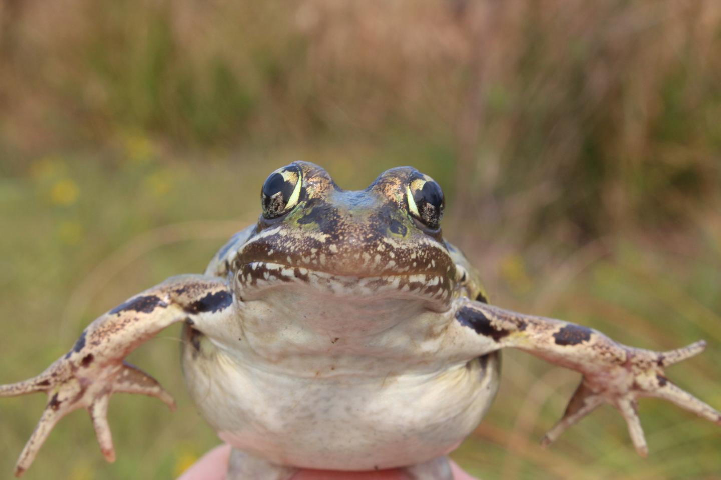 Atlantic Coast Leopard Frog [IMAGE] | EurekAlert! Science News Releases