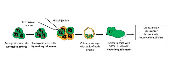 Telomeric Elongation Process, [IMAGE] | EurekAlert! Science News Releases
