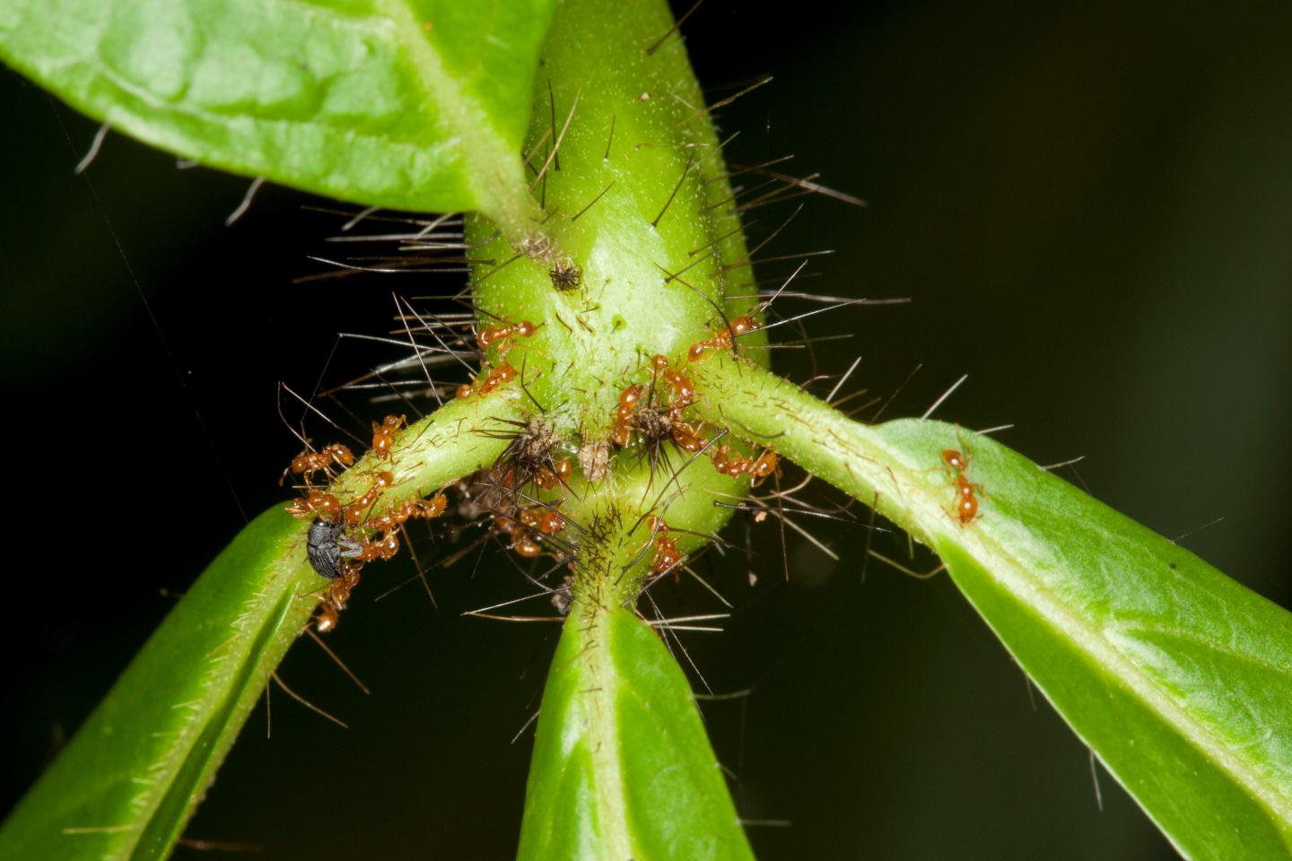 Ants at Manu Park [IMAGE] | EurekAlert! Science News Releases