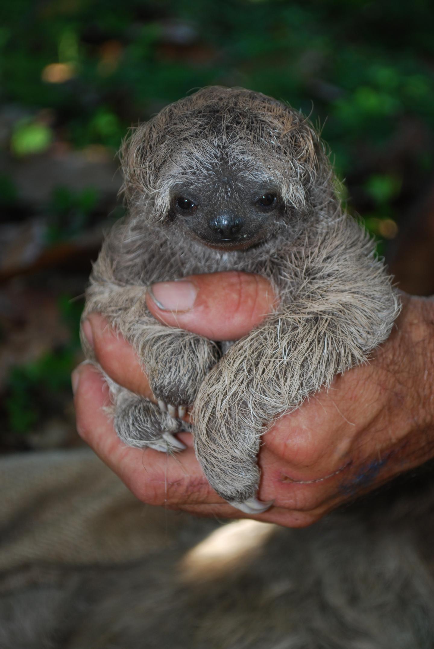 Three-Toed Sloth [IMAGE] | EurekAlert! Science News Releases
