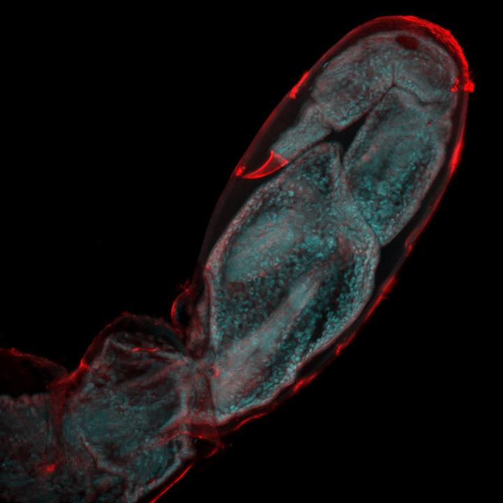 Regenerating Crustacean Leg [IMAGE] | EurekAlert! Science News Releases