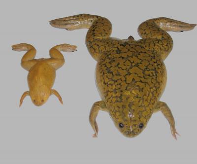 Leaping Frogs: First Amphibian Genome Sequenc | EurekAlert!