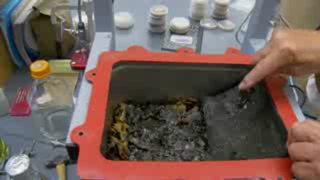 1 Day, We May Fill the Tank with Fungi Fuel! | EurekAlert!