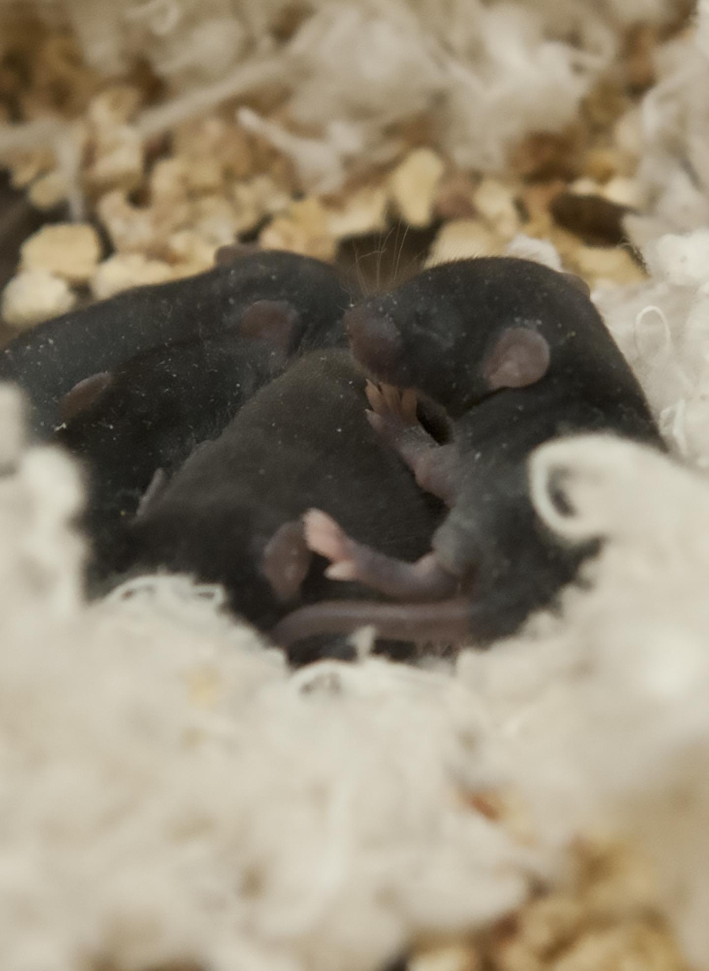 Mouse Pups [IMAGE] | EurekAlert! Science News Releases