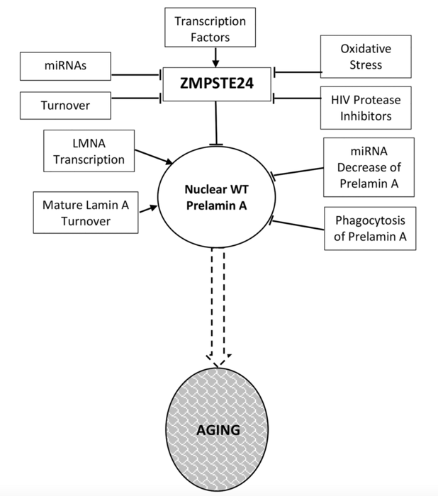 Aging | Lamin A to Z in normal aging | EurekAlert!
