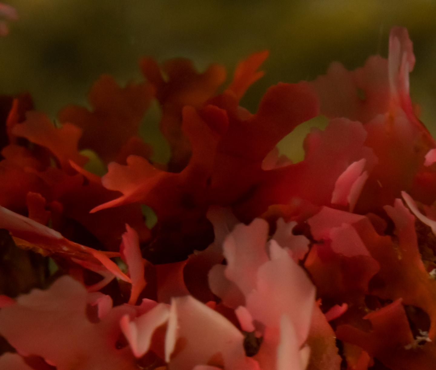 Callophyllis [IMAGE] | EurekAlert! Science News Releases