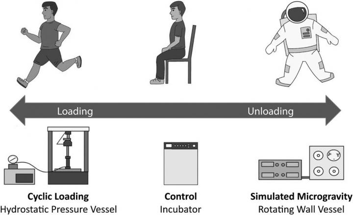 Figure 1 [IMAGE] | EurekAlert! Science News Releases