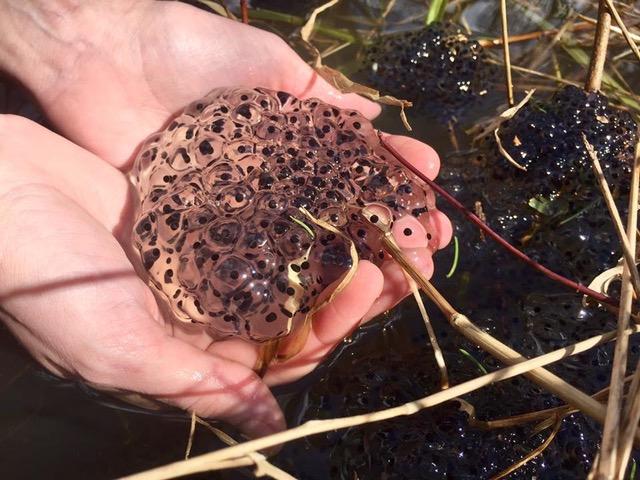 Wood Frog Embryos [IMAGE] | EurekAlert! Science News Releases