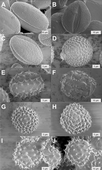 Smooth pollen from buckwheat ( [IMAGE] | EurekAlert! Science News Releases