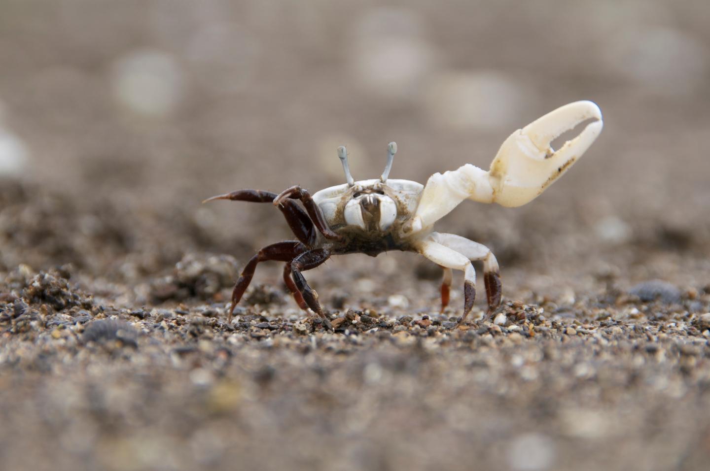 Fiddler crabs' 'Morse code' attracts Mrs. Rig | EurekAlert!