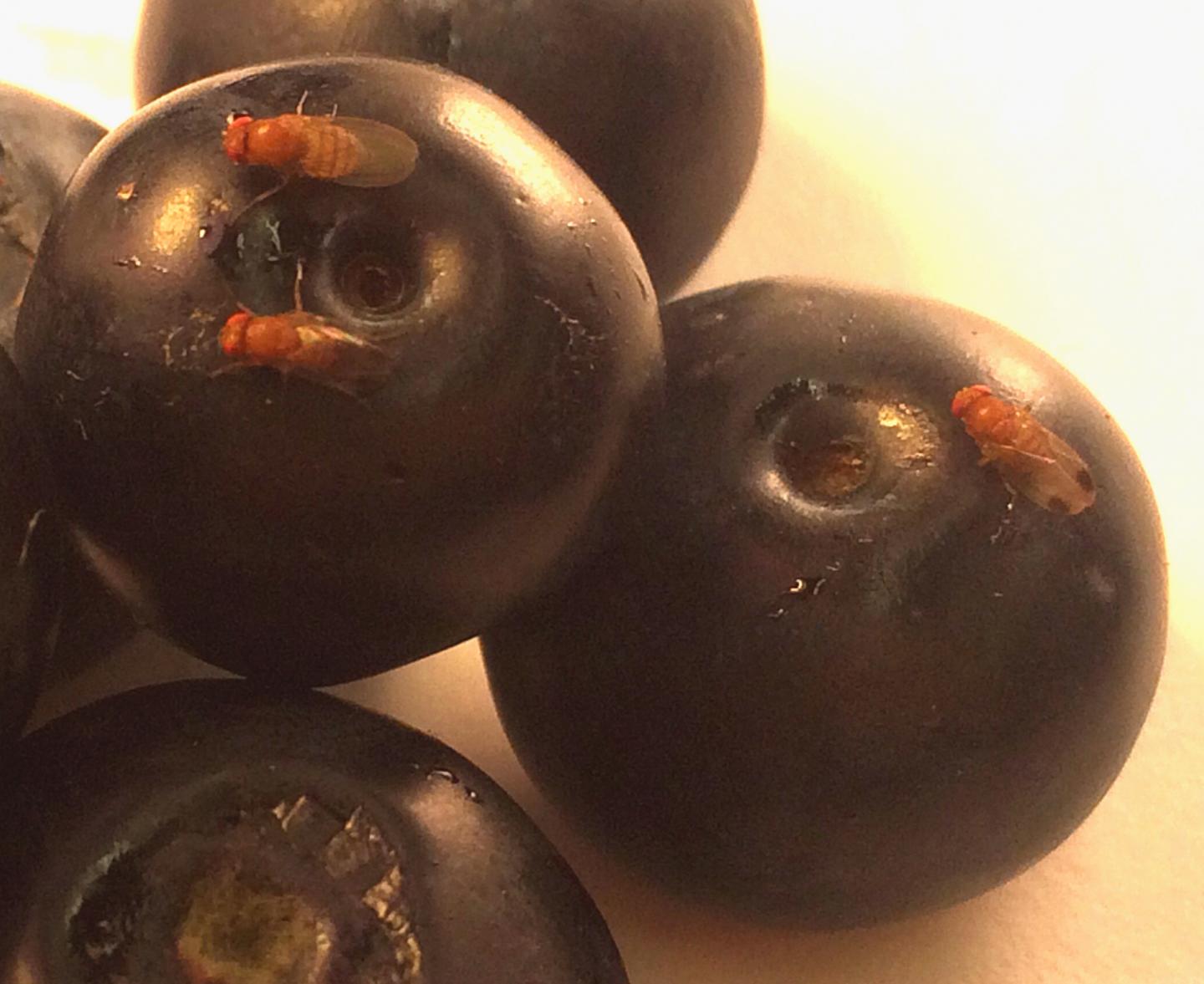 Spotted Wing Drosophila [IMAGE] | EurekAlert! Science News Releases