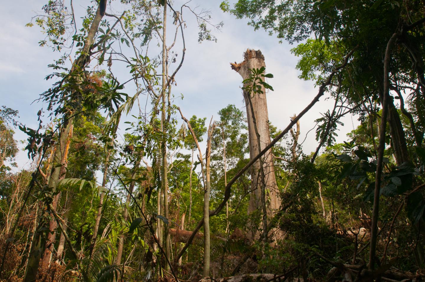 Tropical Forest Gap [IMAGE] | EurekAlert! Science News Releases