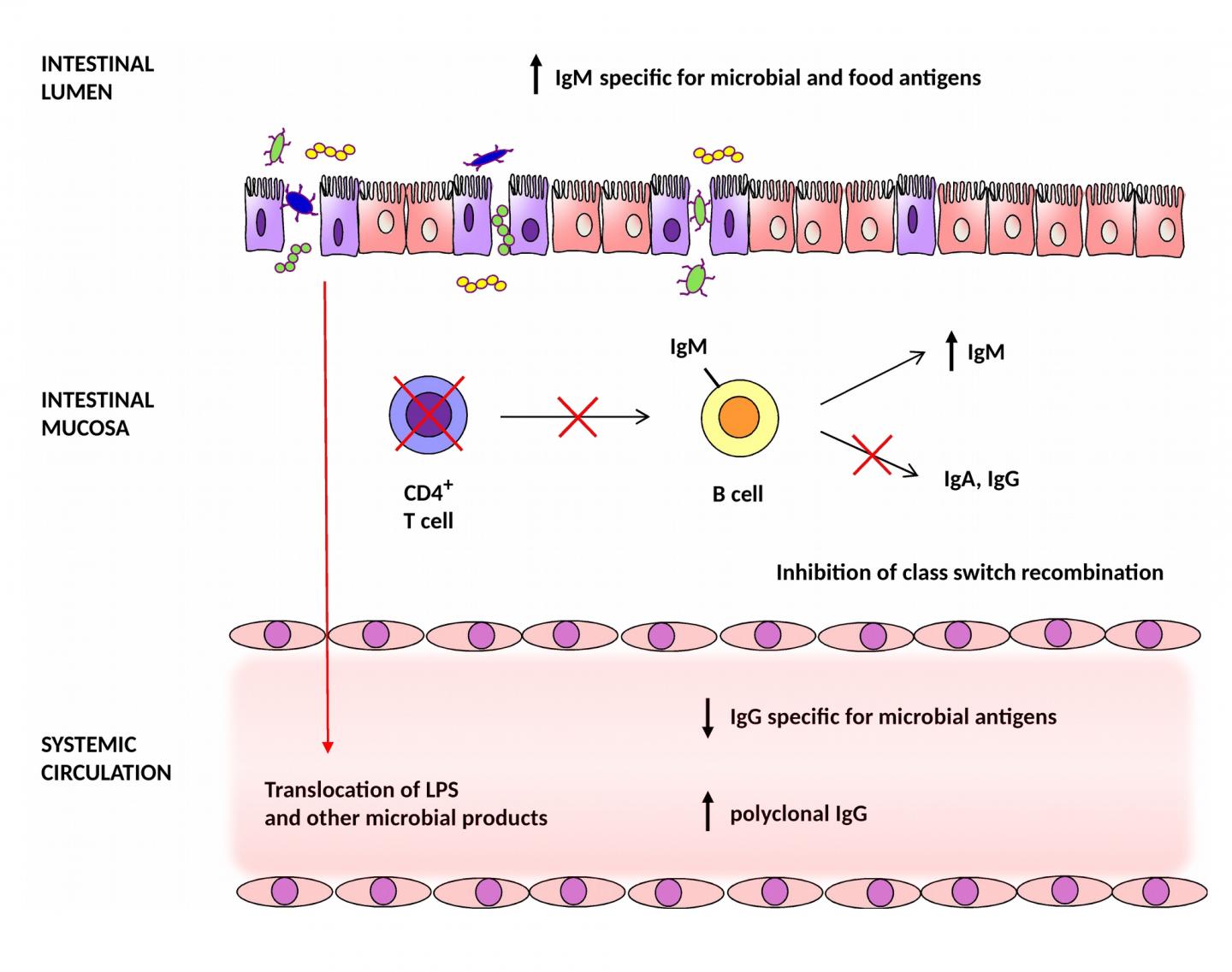 Abnormal antibody levels in intestine may pro | EurekAlert!