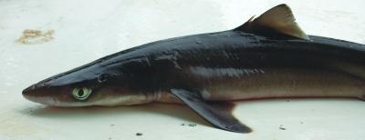 Spiny Dogfish Shark [IMAGE] | EurekAlert! Science News Releases