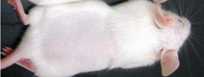 Regrowth in Adult Mice -- Reac [IMAGE] | EurekAlert! Science News Releases