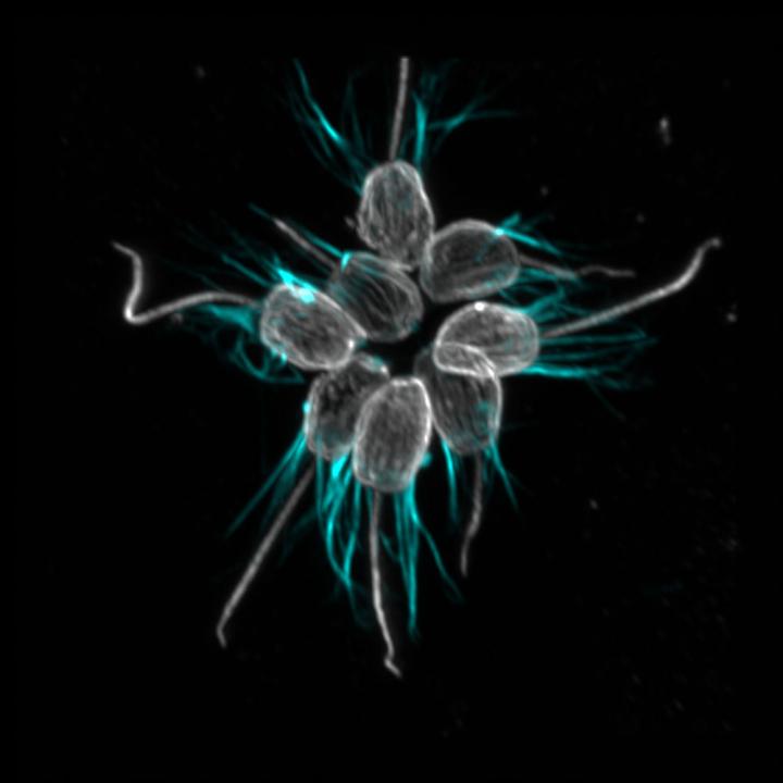 Bacterial Signal Triggers Prot [IMAGE] | EurekAlert! Science News Releases
