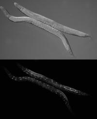 Avatar worms help to identify factors that mo | EurekAlert!