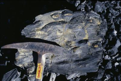 Mt. McRae Shale With Pyrite No [IMAGE] | EurekAlert! Science News Releases