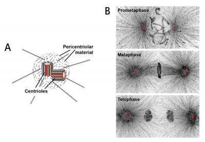 Schematic Representation of a [IMAGE] | EurekAlert! Science News Releases