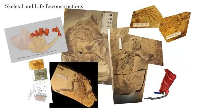First winged mammals from the Jurassic period | EurekAlert!